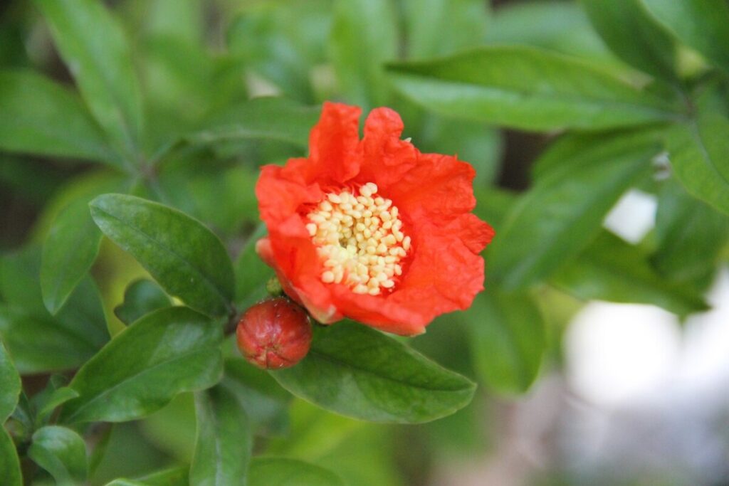 ΡΟΔΙΑ ΝΕΑ ΕΚΠΟΜΠΗ ΠΡΟΣΒΑΣΙΜΗ ΣΕ ΟΛΟΥΣ ΠΡΕΜΙΕΡΑ ΣΗΜΕΡΑ 23.15 ...