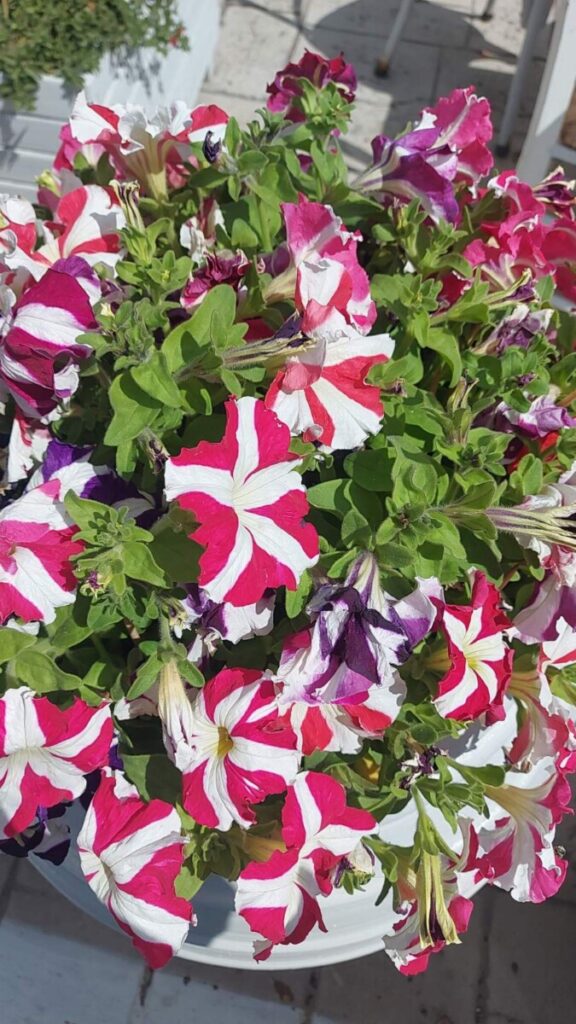 ΠΕΤΟΥΝΙΑ ΝΕΑ ΕΚΠΟΜΠΗ ΠΡΟΣΒΑΣΙΜΗ ΣΕ ΟΛΟΥΣ ΠΡΕΜΙΕΡΑ ΣΗΜΕΡΑ 23.15 ...