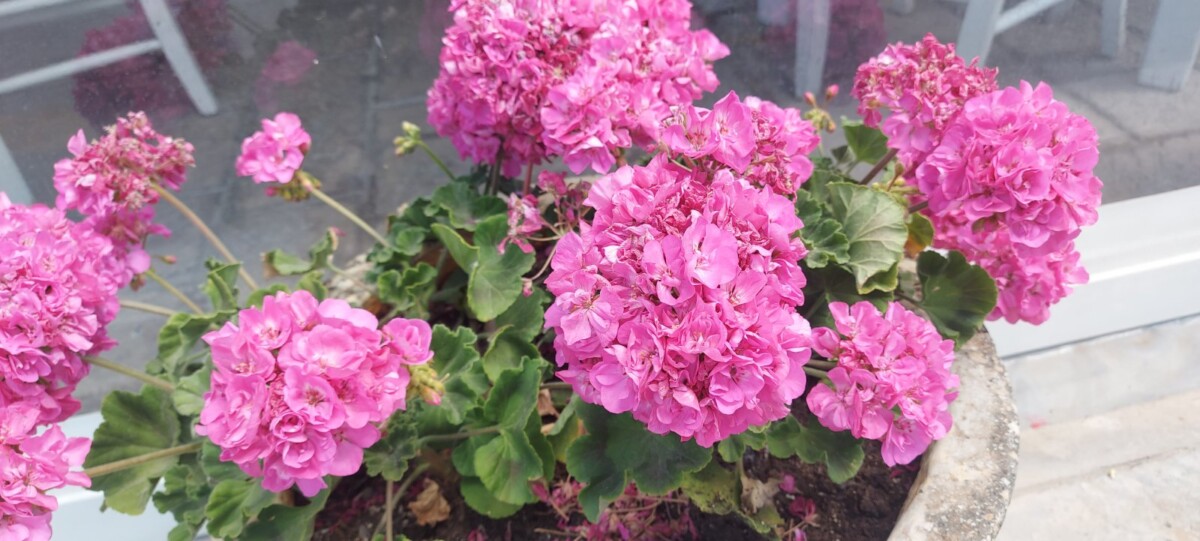 ΓΕΡΑΝΙ ΝΕΑ ΕΚΠΟΜΠΗ ΠΡΟΣΒΑΣΙΜΗ ΣΕ ΟΛΟΥΣ ΠΡΕΜΙΕΡΑ ΣΗΜΕΡΑ 23.15 ...