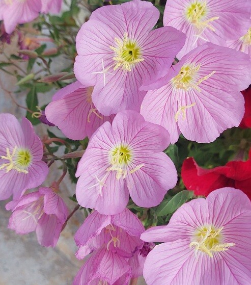 ΟΙΝΟΘΗΡΑΣ ΝΕΑ ΕΚΠΟΜΠΗ ΠΡΟΣΒΑΣΙΜΗ ΣΕ ΟΛΟΥΣ ΠΡΕΜΙΕΡΑ ΣΗΜΕΡΑ 23.15 ...