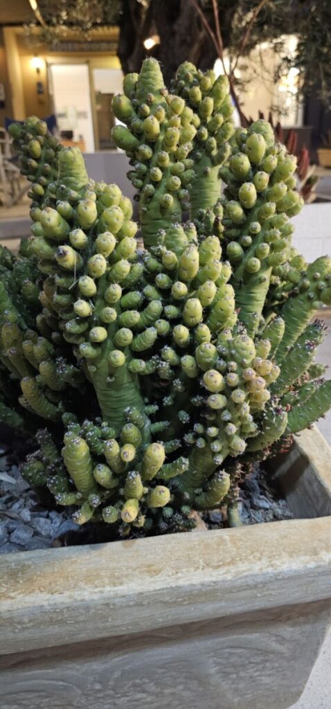 ΦΡΑΓΚΟΣΥΚΙΑ ΝΕΑ ΕΚΠΟΜΠΗ ΠΡΟΣΒΑΣΙΜΗ ΣΕ ΟΛΟΥΣ ΠΡΕΜΙΕΡΑ ΣΗΜΕΡΑ 23.15 ...