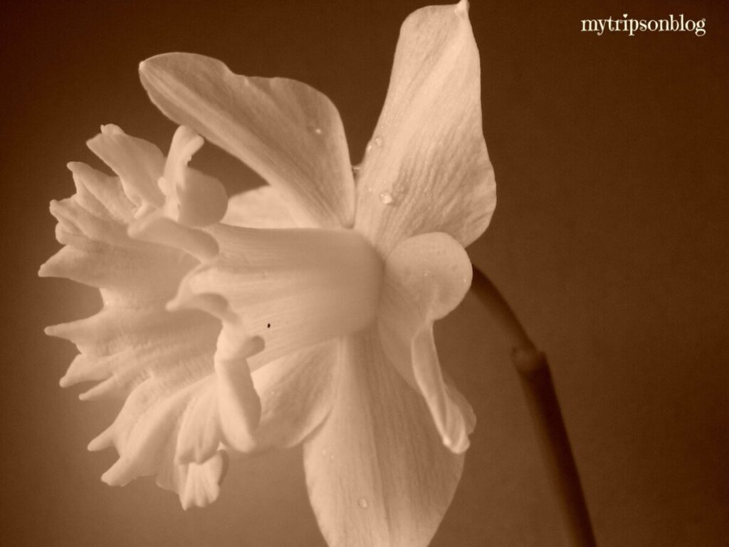 ΨΕΥΔΟΝΑΡΚΙΣΣΟΣ ΝΕΑ ΕΚΠΟΜΠΗ ΠΡΟΣΒΑΣΙΜΗ ΣΕ ΟΛΟΥΣ ΠΡΕΜΙΕΡΑ ΣΗΜΕΡΑ 23.15 ...