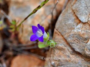 ΚΑΜΠΑΝΟΥΛΑ ΝΕΑ ΕΚΠΟΜΠΗ ΠΡΟΣΒΑΣΙΜΗ ΣΕ ΟΛΟΥΣ ΠΡΕΜΙΕΡΑ ΣΗΜΕΡΑ 23.15 ...