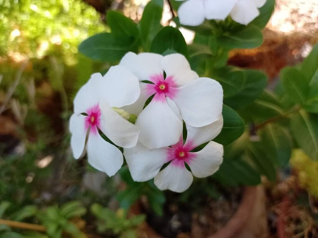 ΒΙΓΚΑ ΝΕΑ ΕΚΠΟΜΠΗ ΠΡΟΣΒΑΣΙΜΗ ΣΕ ΟΛΟΥΣ ΠΡΕΜΙΕΡΑ ΣΗΜΕΡΑ 23.15 ...