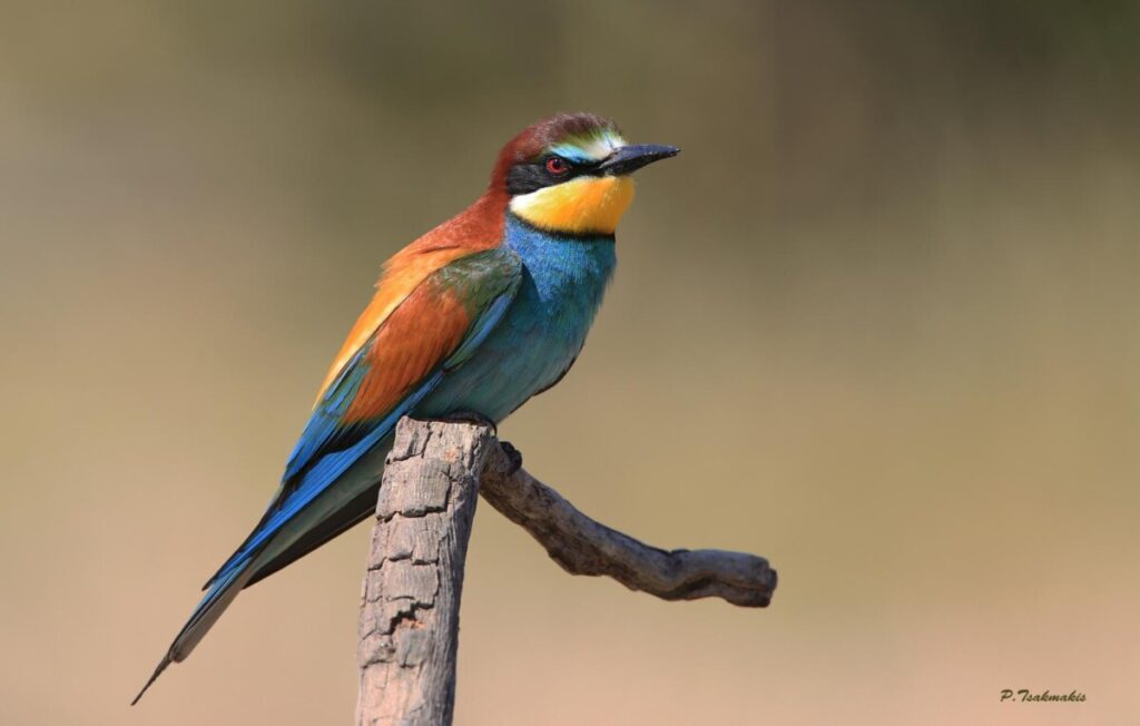 ΜΕΛΙΣΣΟΦΑΓΟΣ ΝΕΑ ΕΚΠΟΜΠΗ ΠΡΟΣΒΑΣΙΜΗ ΣΕ ΟΛΟΥΣ ΠΡΕΜΙΕΡΑ ΣΗΜΕΡΑ 23.15 ...