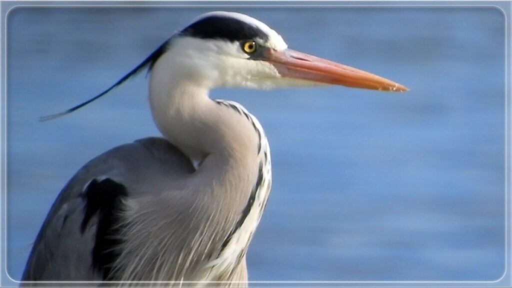 ΣΤΑΧΤΟΤΣΙΚΝΙΑΣ ΝΕΑ ΕΚΠΟΜΠΗ ΠΡΟΣΒΑΣΙΜΗ ΣΕ ΟΛΟΥΣ ΠΡΕΜΙΕΡΑ ΣΗΜΕΡΑ 23.15 ...