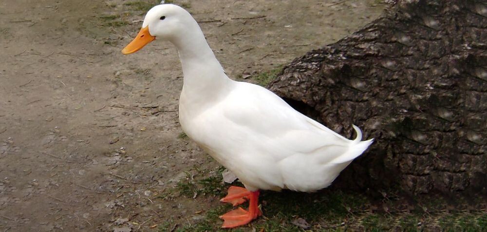 ΠΑΠΙΑ ΝΕΑ ΕΚΠΟΜΠΗ ΠΡΟΣΒΑΣΙΜΗ ΣΕ ΟΛΟΥΣ ΠΡΕΜΙΕΡΑ ΣΗΜΕΡΑ 23.15 ...