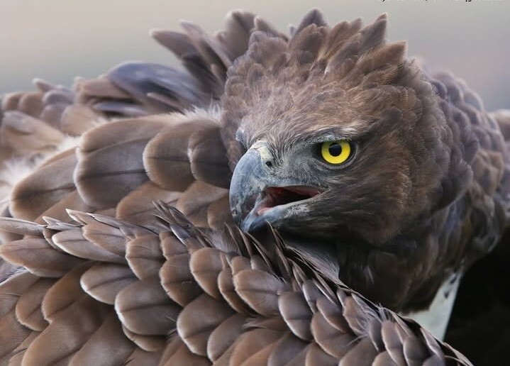 ΠΟΛΕΜΑΕΤΟΣ ΝΕΑ ΕΚΠΟΜΠΗ ΠΡΟΣΒΑΣΙΜΗ ΣΕ ΟΛΟΥΣ ΠΡΕΜΙΕΡΑ ΣΗΜΕΡΑ 23.15 ...