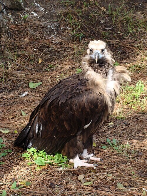 ΜΑΥΡΟΓΥΠΑΣ ΝΕΑ ΕΚΠΟΜΠΗ ΠΡΟΣΒΑΣΙΜΗ ΣΕ ΟΛΟΥΣ ΠΡΕΜΙΕΡΑ ΣΗΜΕΡΑ 23.15 ...